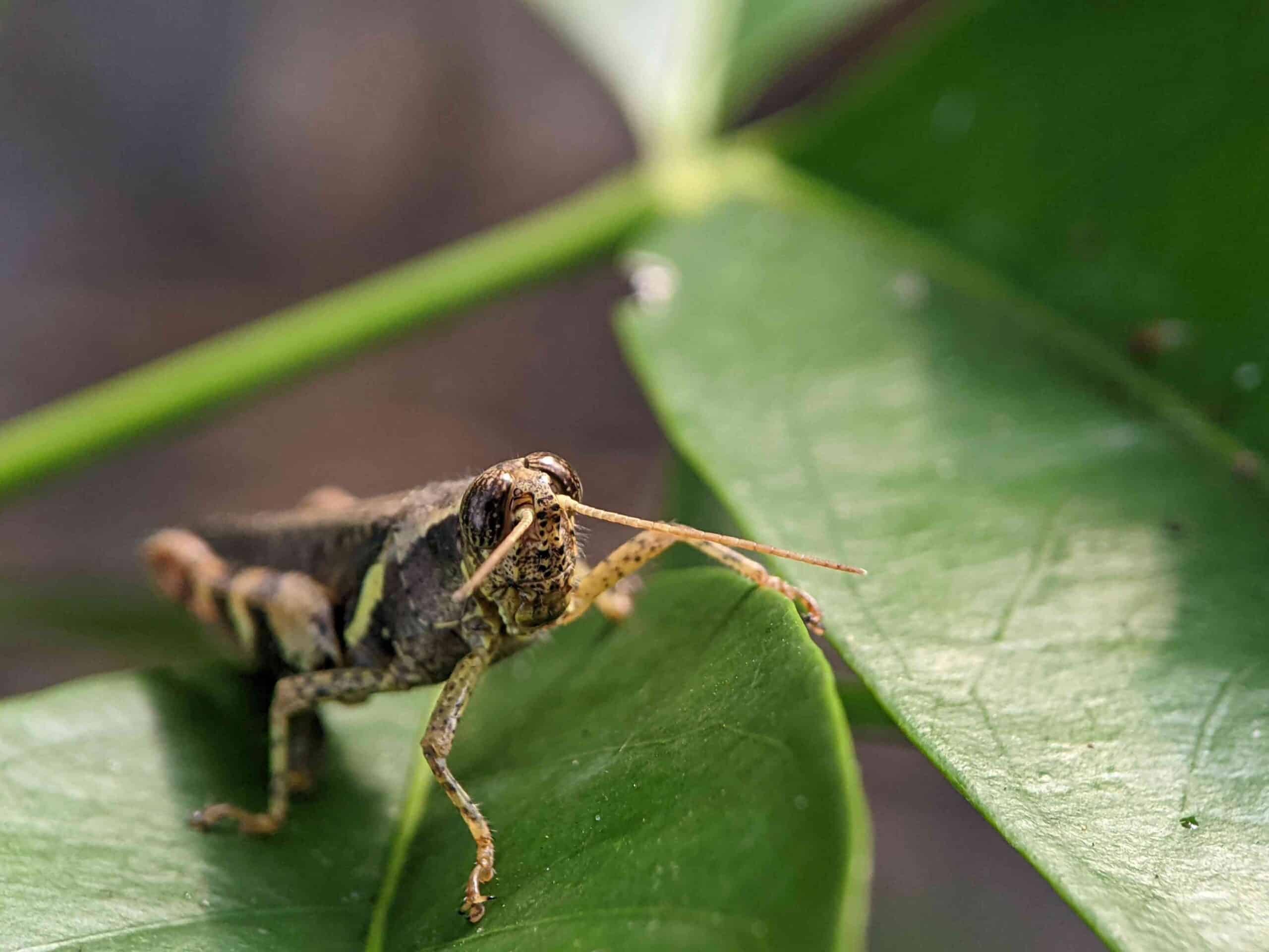 Cricket Control in Alabama: Identifying & Eliminating Indoor ...