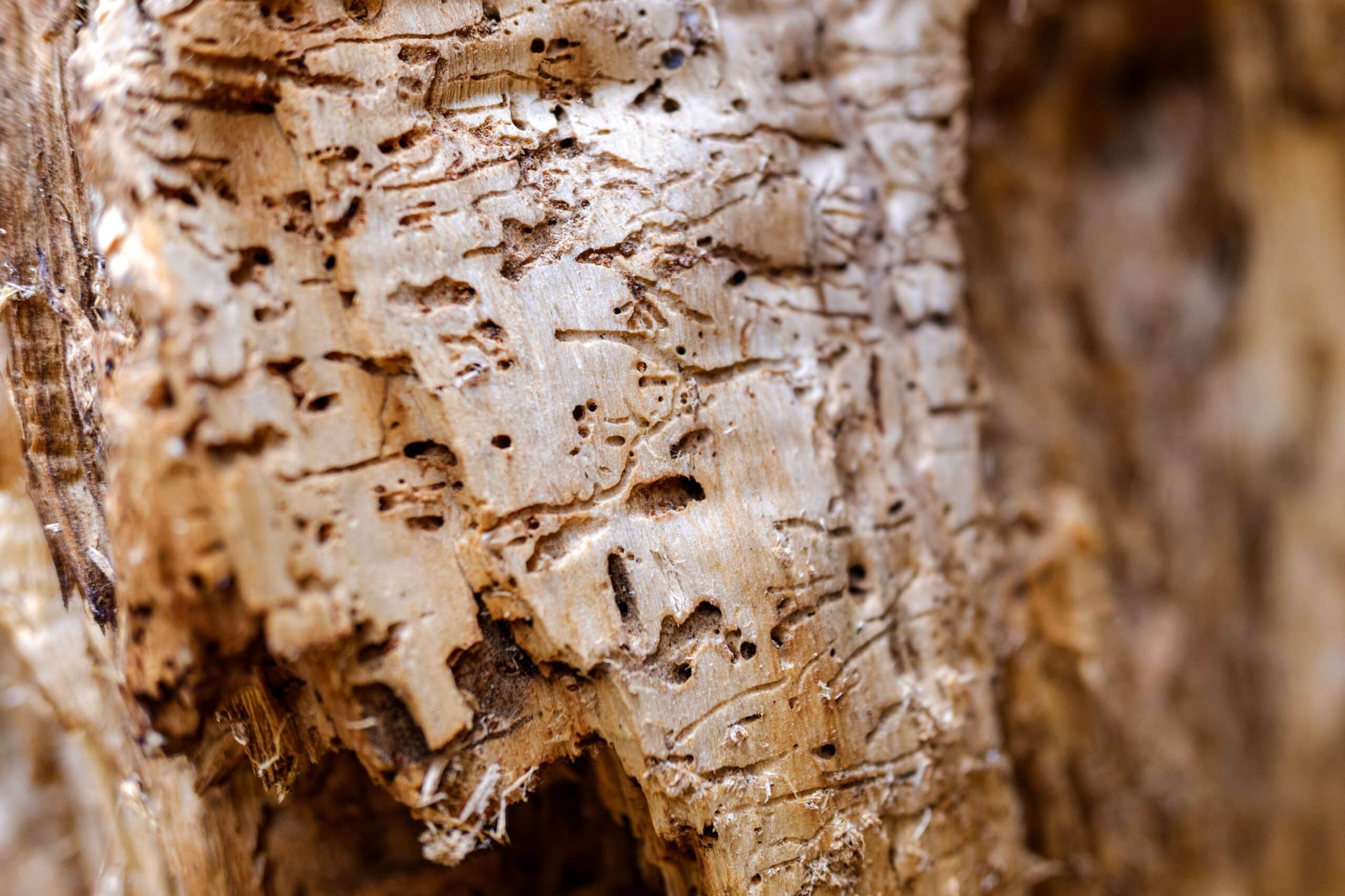 Complete Guide to North Alabama Termites: Identification, Prevention ...
