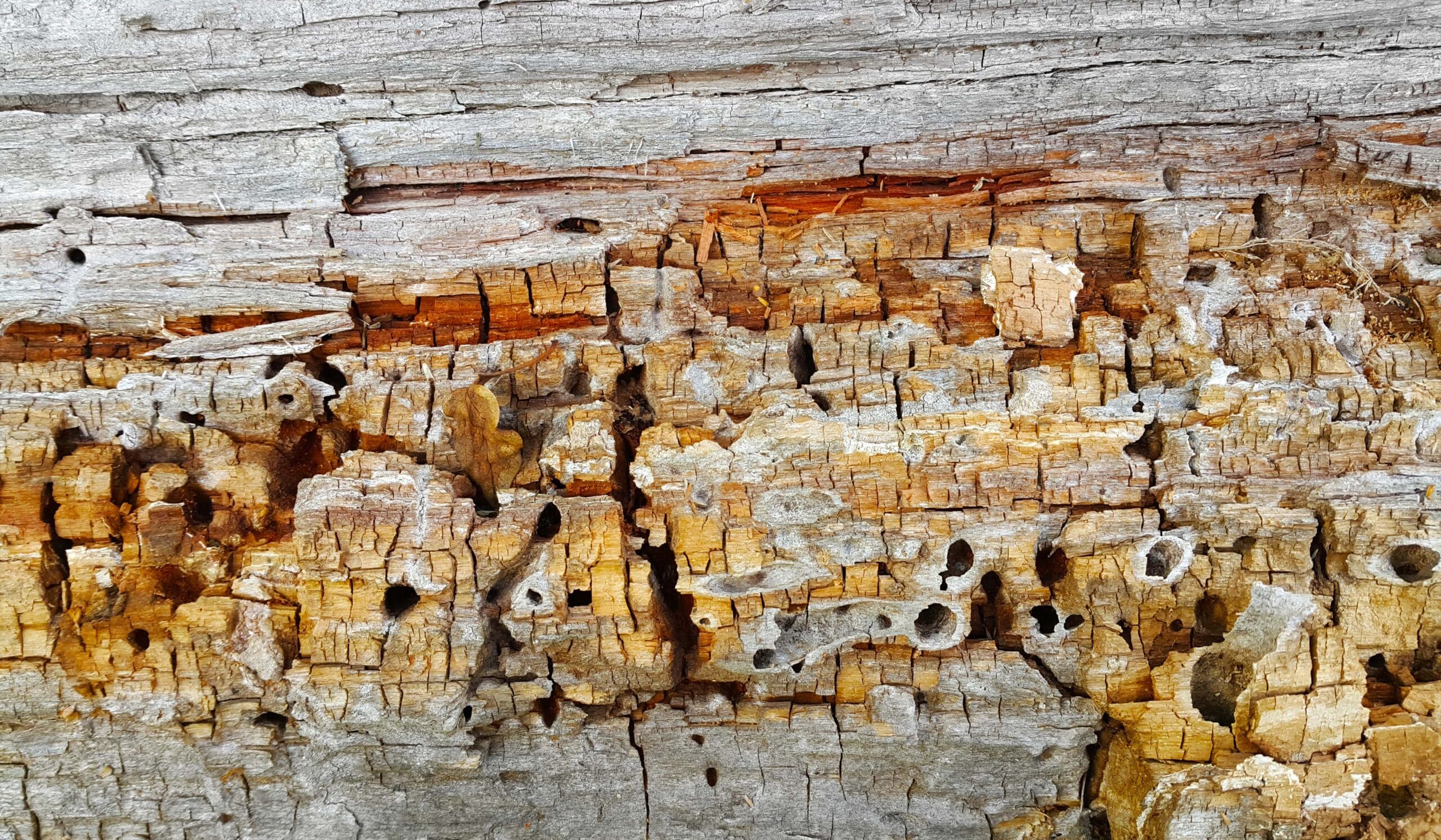 Protecting Your Home’s Value: How Pest Infestations Affect Real Estate ...